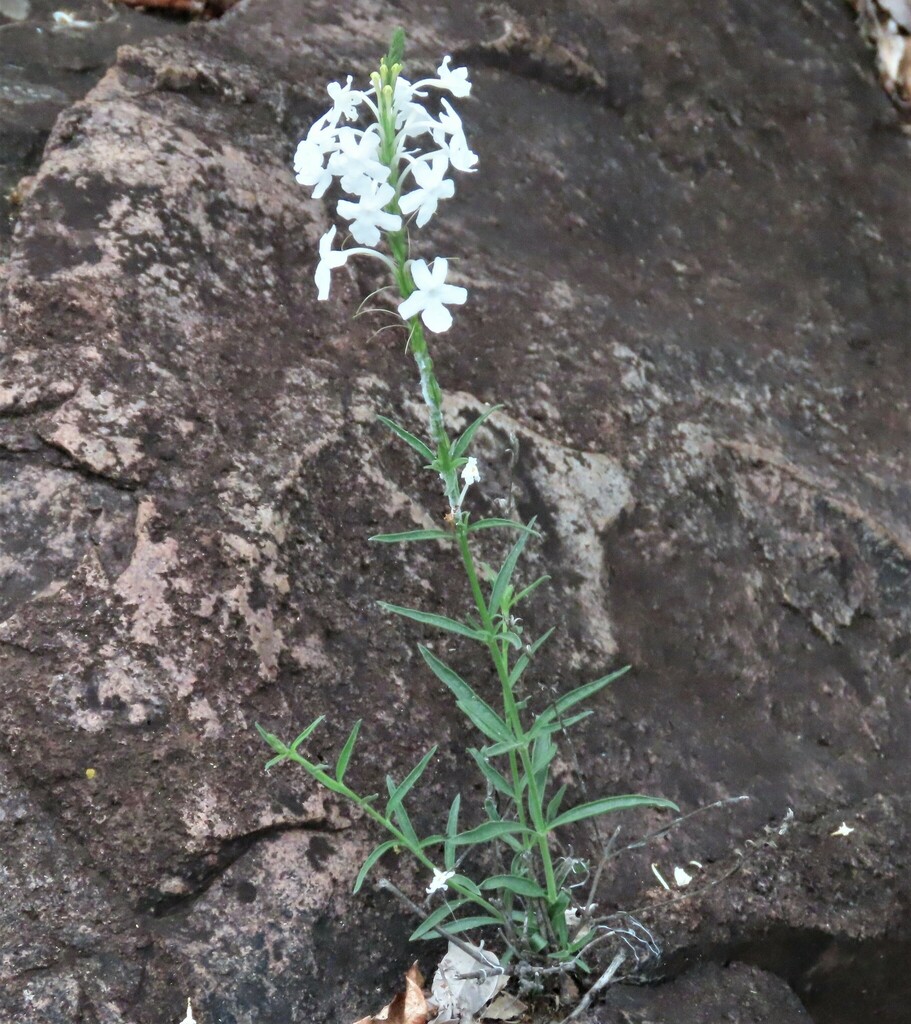 Lowveld Trumpets (Mbuluzi Flowers - White) · iNaturalist