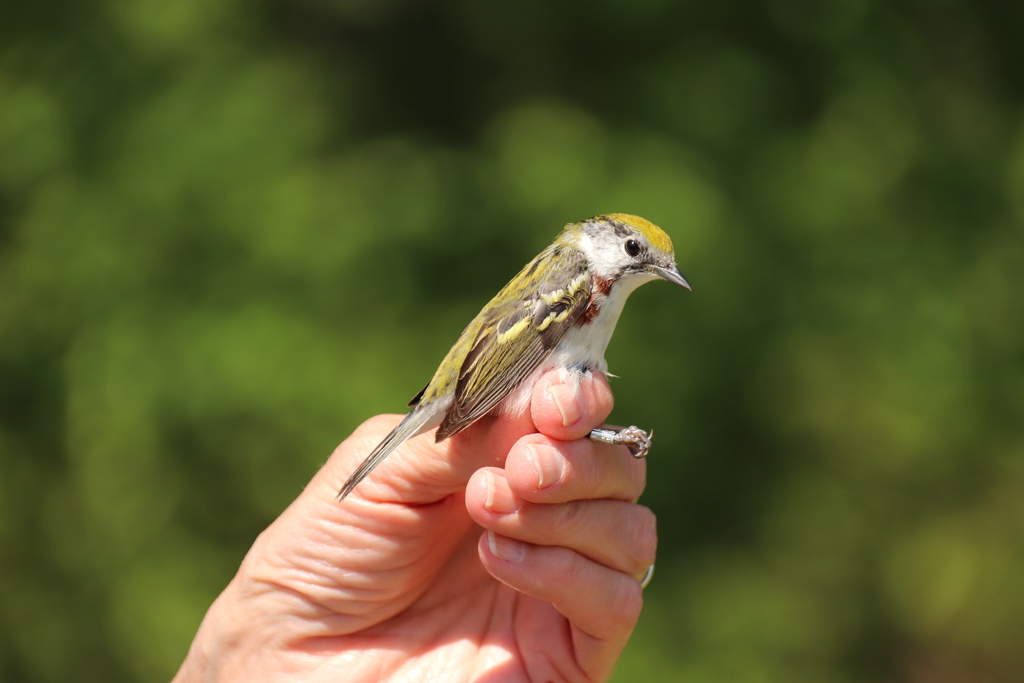 Chestnut-sided Warbler from Sand Bluff Bird Observatory on May 16, 2023 ...