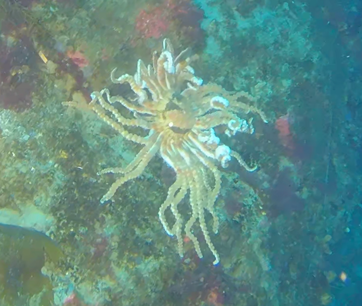 Antarctic Sun starfish from Antarctica on December 26, 2024 at 11:42 AM ...