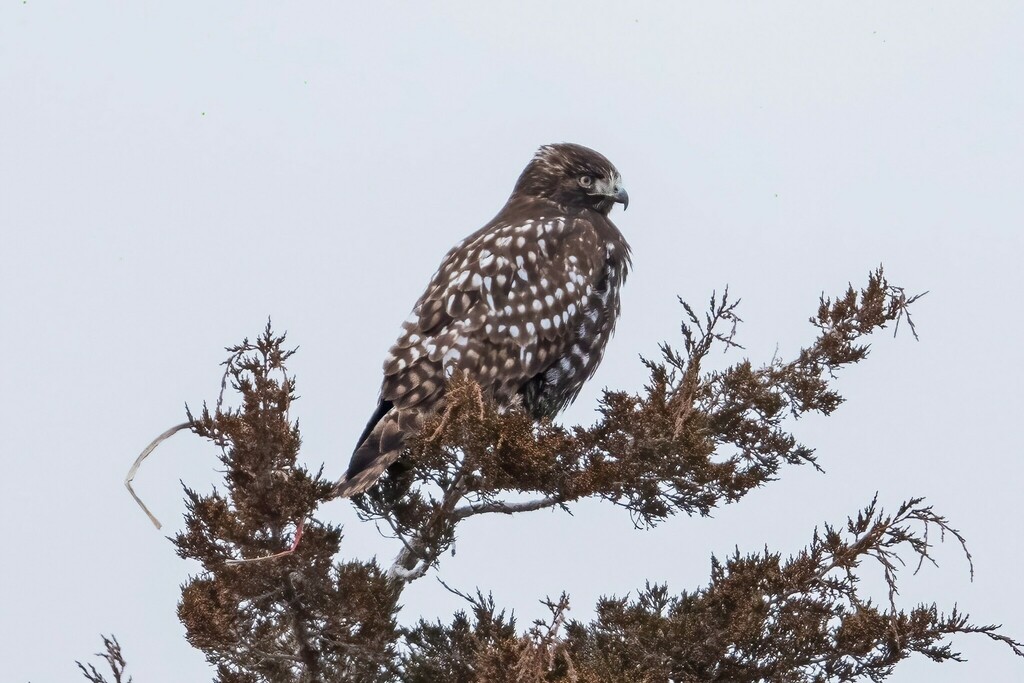 Harlan's Hawk from Saunders County, NE, USA on January 07, 2025 at 10: ...