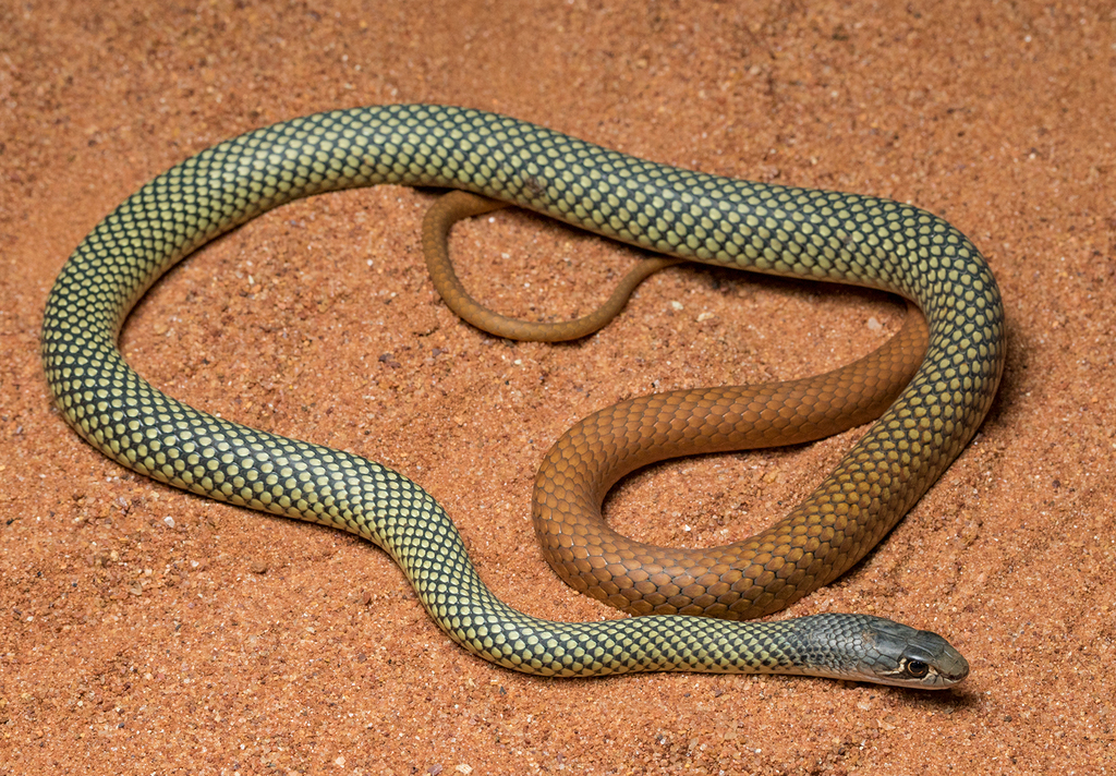Reticulated Whipsnake (Demansia reticulata) - Snakes and Lizards
