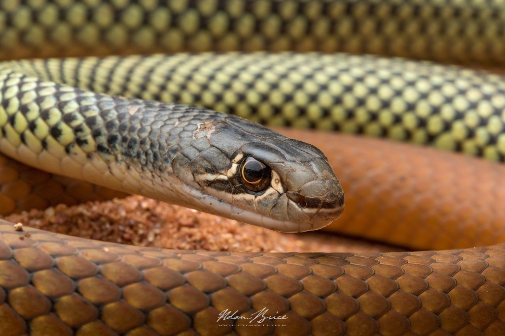 Reticulated Whipsnake (Demansia reticulata) - Snakes and Lizards
