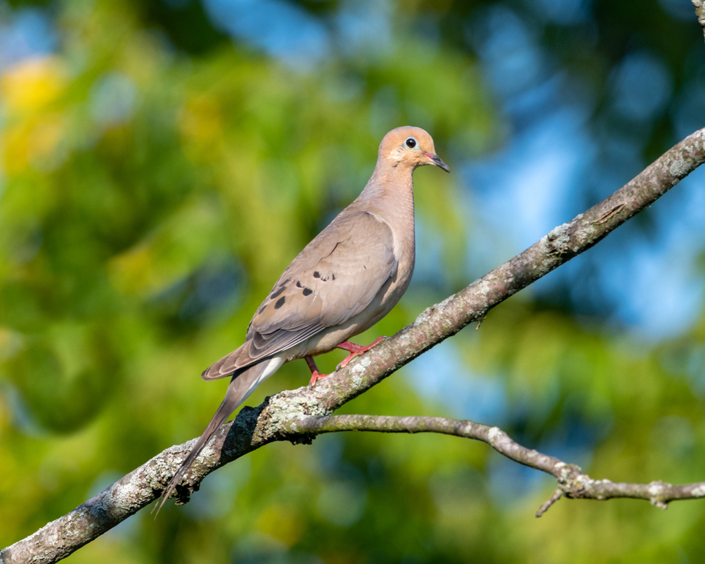 Mourning Dove from Lambton County, ON, Canada on August 24, 2022 at 08: ...
