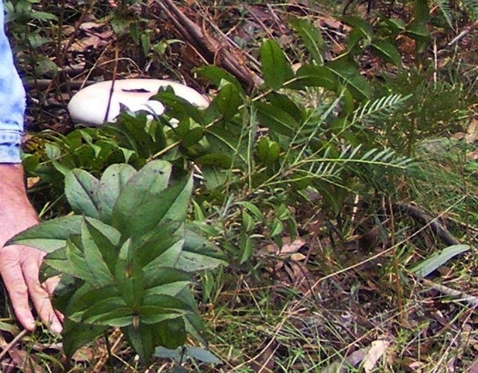 derwent speedwell from 99PJ+6V, Pinbeyan NSW 2720, Australia on April ...