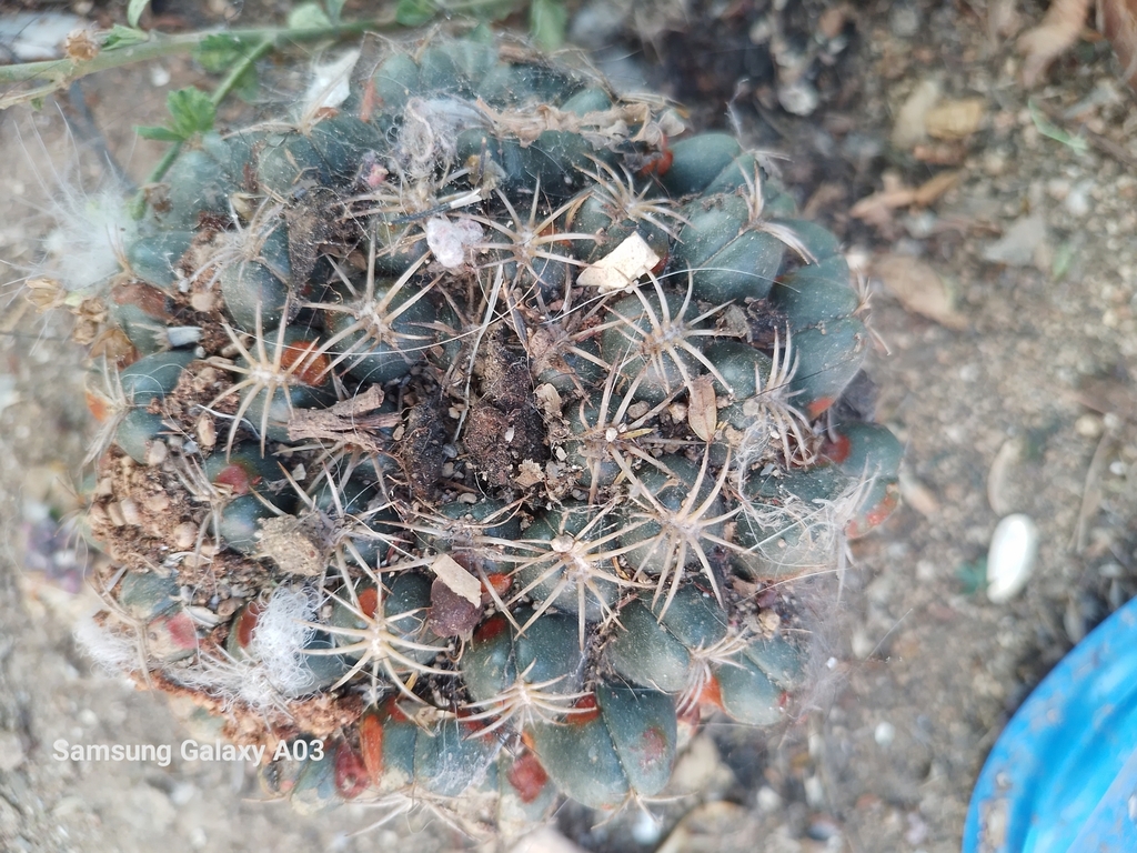 Coryphantha retusa in January 2025 by Saul Angeles · iNaturalist