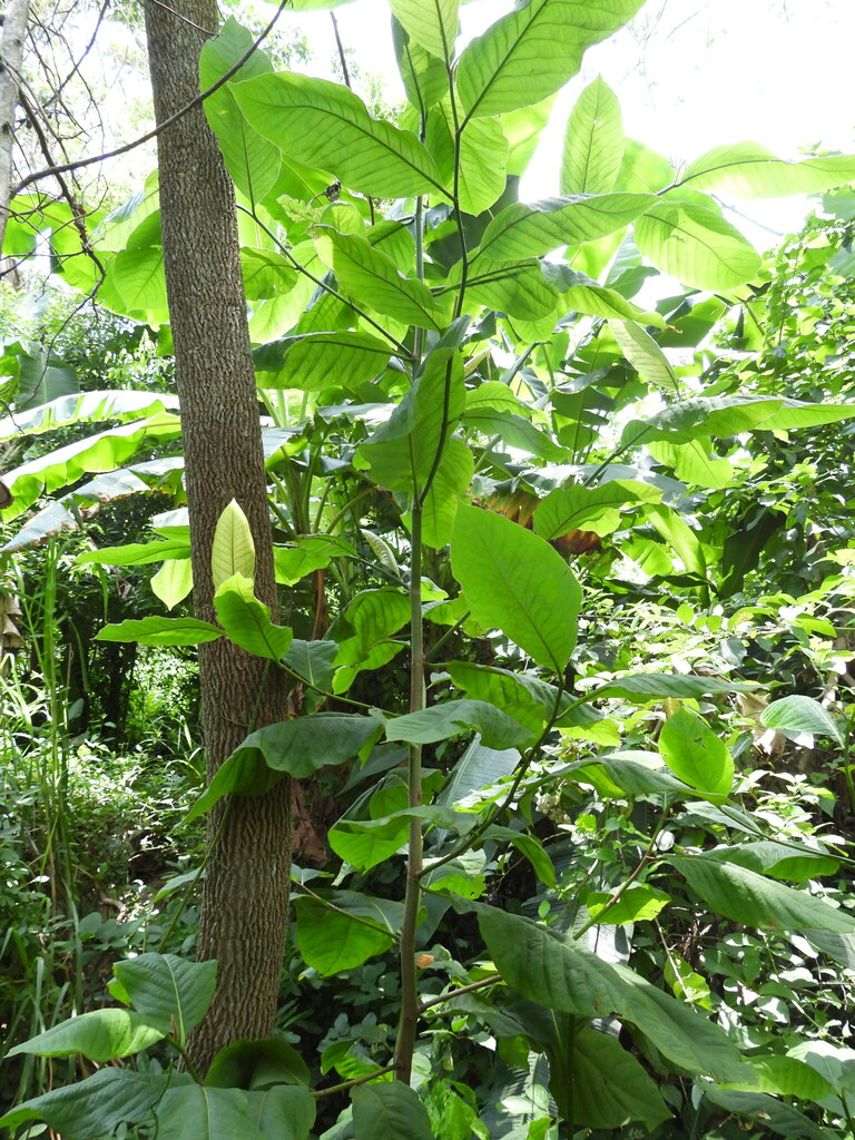 Ant Tree from Cartagena Province, Bolivar, Colombia on May 15, 2021 at ...