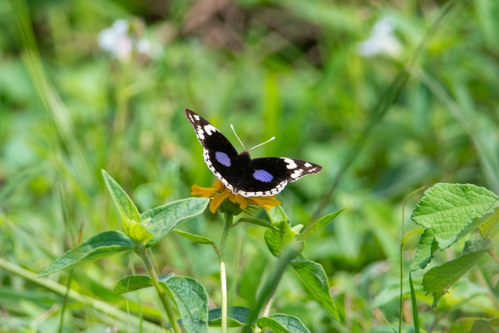 Dark blue pansy from Manyago, Entebbe, Uganda on August 1, 2024 at 11: ...