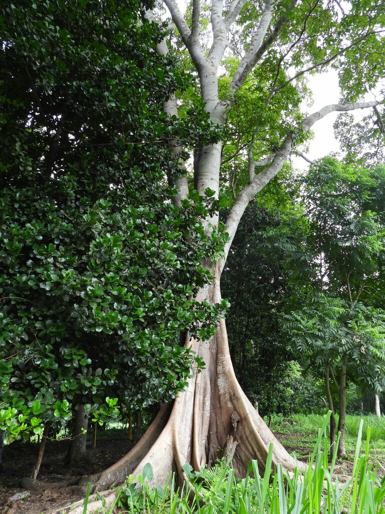 Shortleaf Fig from Turbaco, Bolivar, Colombia on June 21, 2022 at 10:39 ...