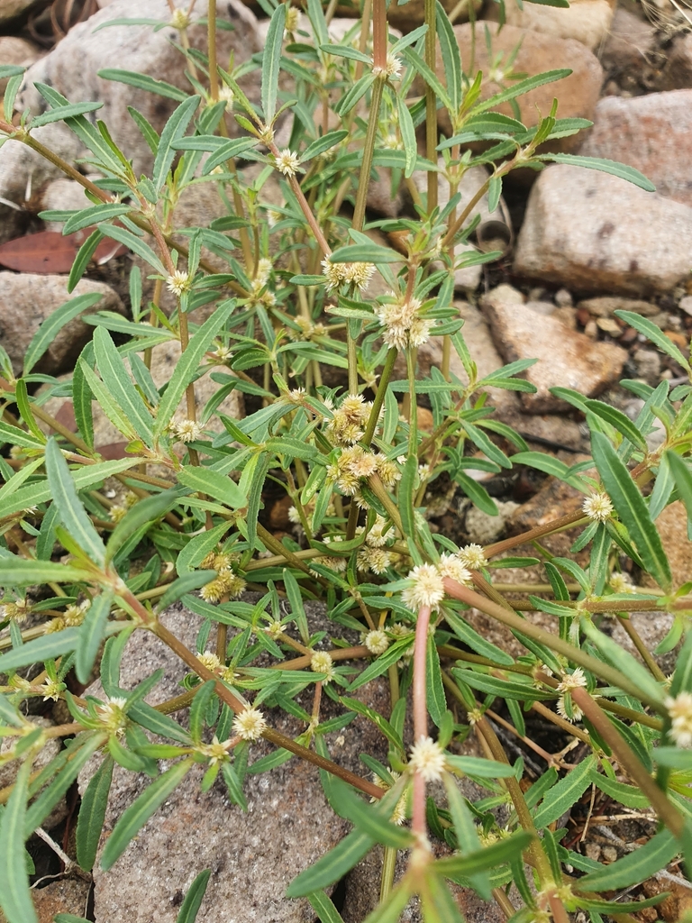Lesser Joyweed from Londonderry NSW 2753, Australia on January 8, 2025 ...