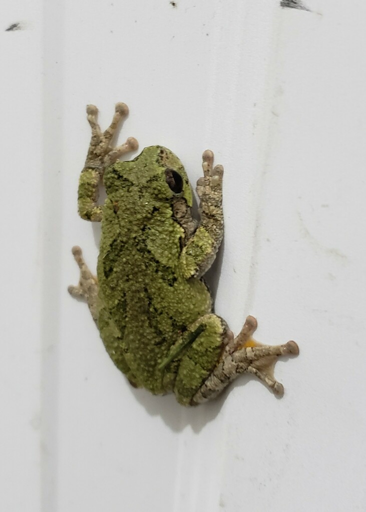 Gray Treefrog from Westfield, IN, USA on May 9, 2019 at 10:12 PM by tea ...