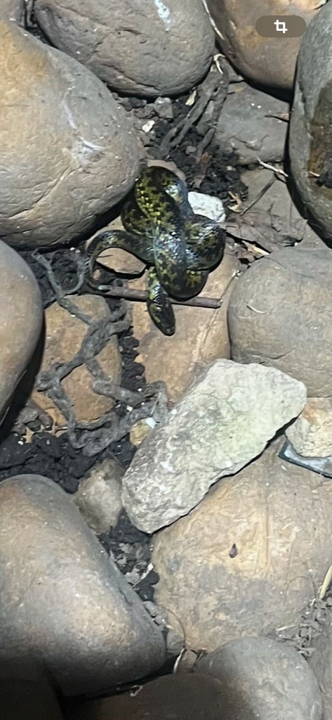 Thickhead Ground Snake from Chía, Cundinamarca, Colombia on January 6 ...