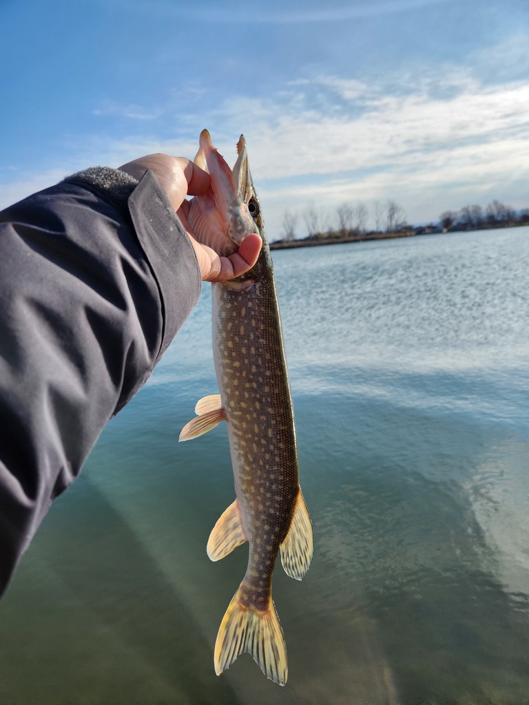Northern Pike from Lake Saint Clair Metropark, Macomb County, MI, USA ...