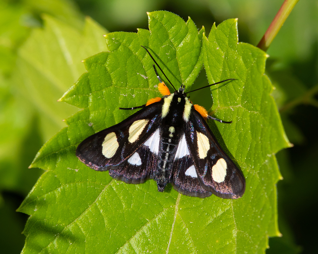 Eight-spotted Forester Moth from Jefferson County, CO, USA on June 16 ...