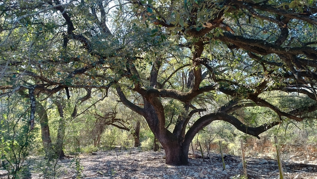 Lacey Oak from 26348 Coah., México on January 7, 2025 at 11:38 AM by ...