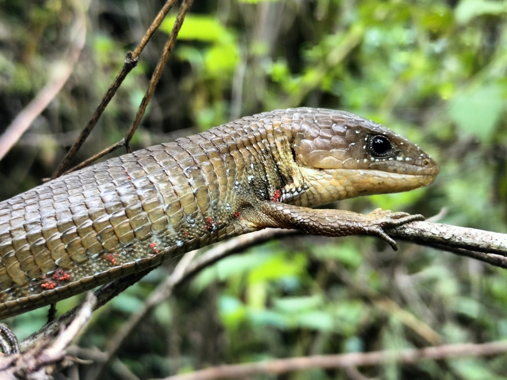 Northern Imbricate Alligator Lizard from 79927 S.L.P., México on August ...