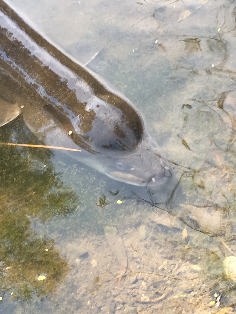 New Zealand Longfin Eel in July 2019 by Mark Hostetler · iNaturalist NZ