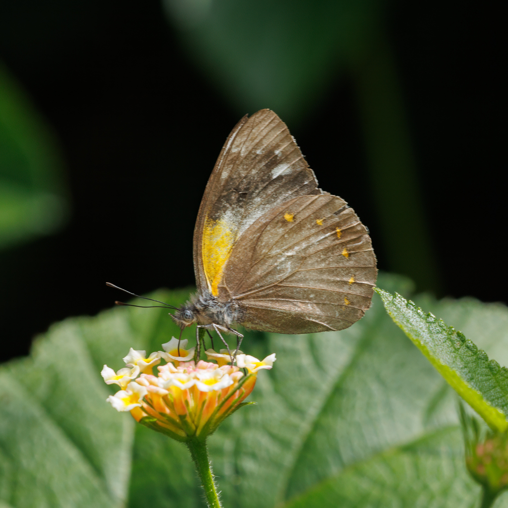 Yellow-spotted Jezebel from Mount Glorious QLD 4520, Australia on ...
