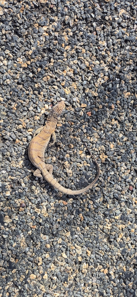 Pygmy Mulga Monitor from Petermann NT 0872, Australia on December 30 ...