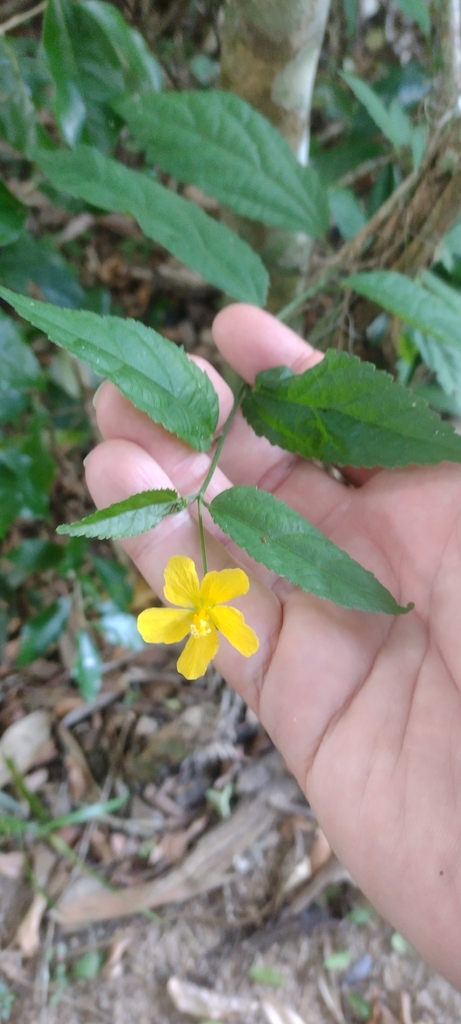 shell flower from FG4F+FQ - Quilombo, Pelotas - RS, Brasil on January 8, 2025 at 09:42 AM by ...