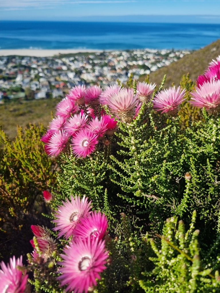 Cape everlasting from Overstrand Local Municipality, South Africa on ...