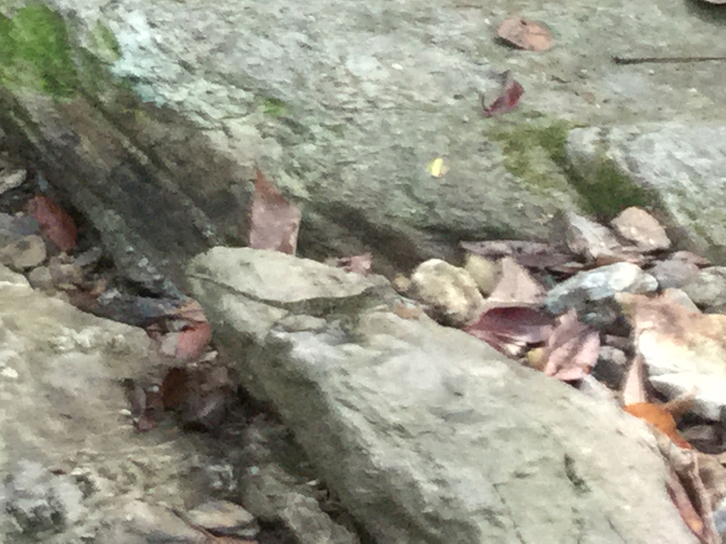 Diploderma polygonatum polygonatum in August 2016 by Scott Weidner ...