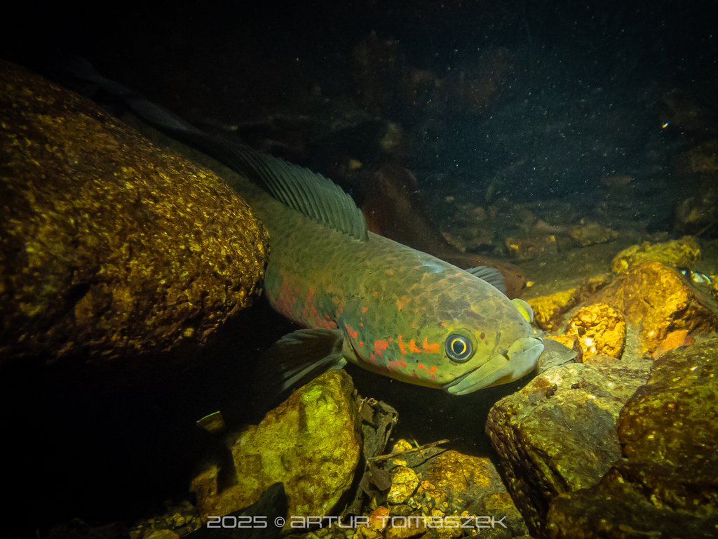 Small Snakehead in January 2025 by Artur Tomaszek · iNaturalist