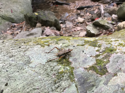 Genus Cardiodactylus · iNaturalist