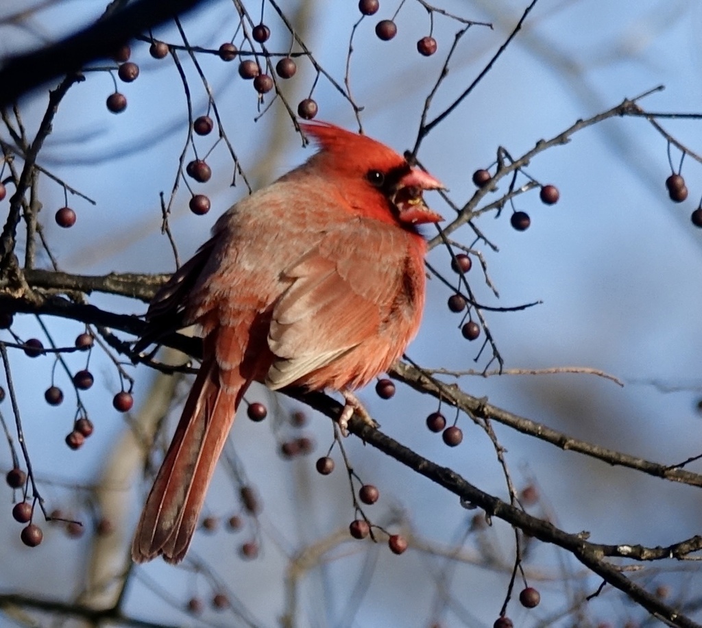 Northern Cardinal from Flathead Dr, Cherokee Village, AR, US on January ...
