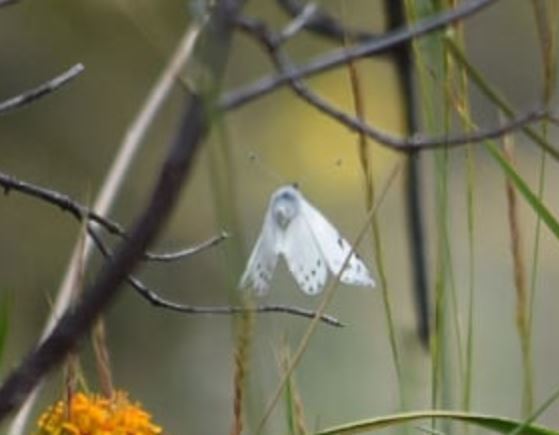 Phulia mercedis mercedis from Pirque, Región Metropolitana, Chile on ...