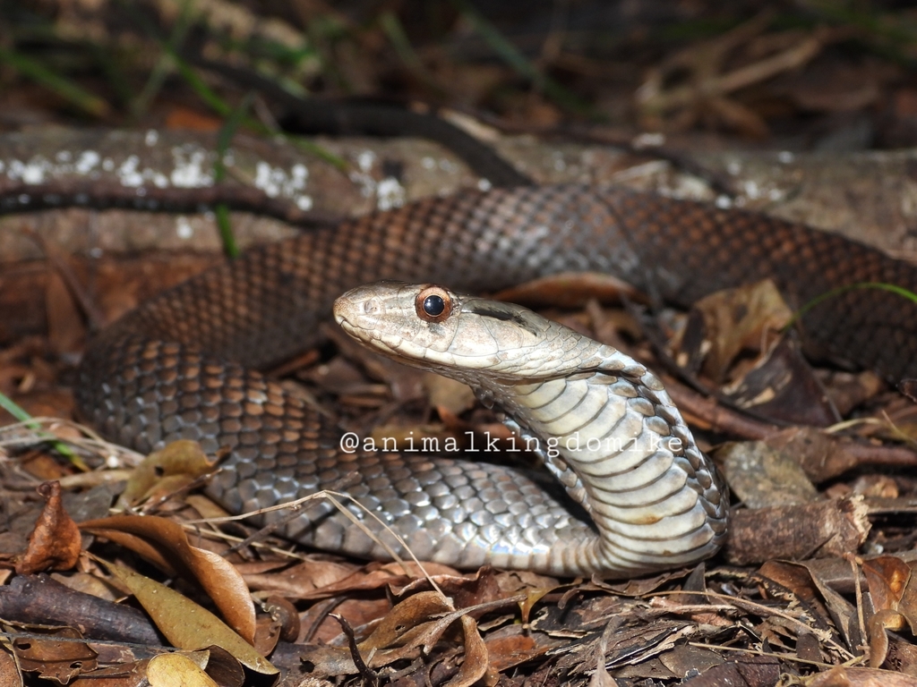 Cuban Racer from Calimete, Cuba on January 1, 2025 at 04:00 PM by ...