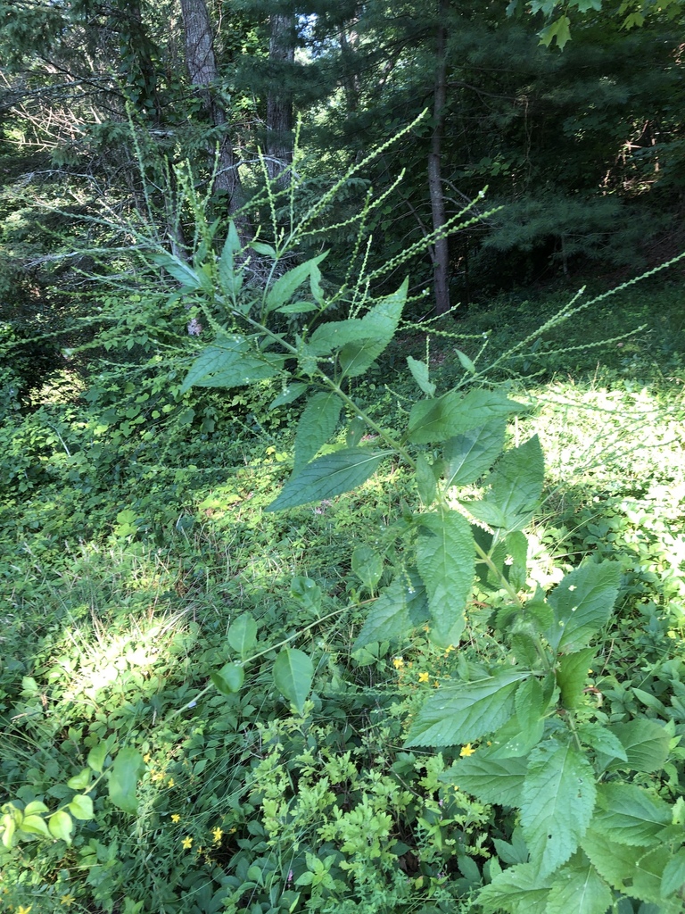 white vervain from 25 Wilsondale St, Dover, MA, US on July 27, 2019 at ...