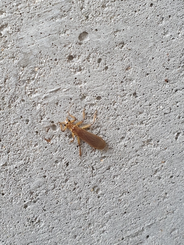 Paragnetina japonica · iNaturalist
