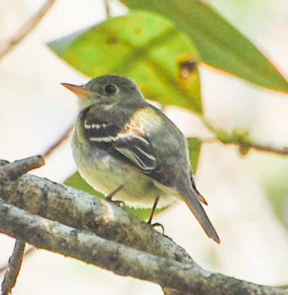 Yellow-bellied Flycatcher from Palm Beach County, FL, USA on January 6 ...