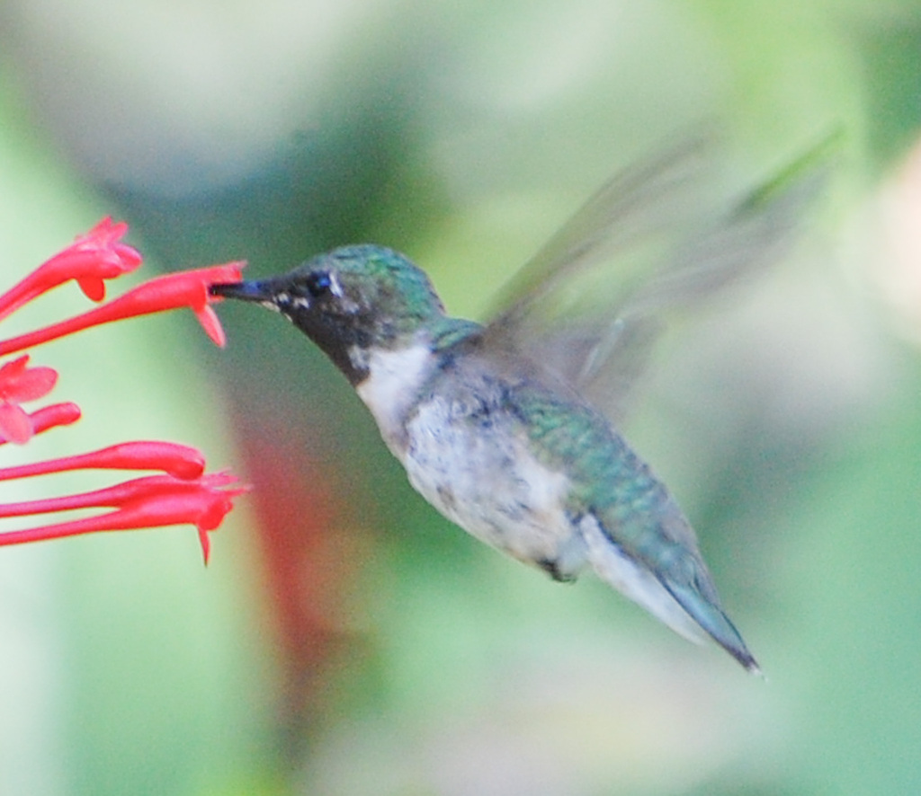 Ruby-throated Hummingbird from Palm Beach County, FL, USA on January 06 ...