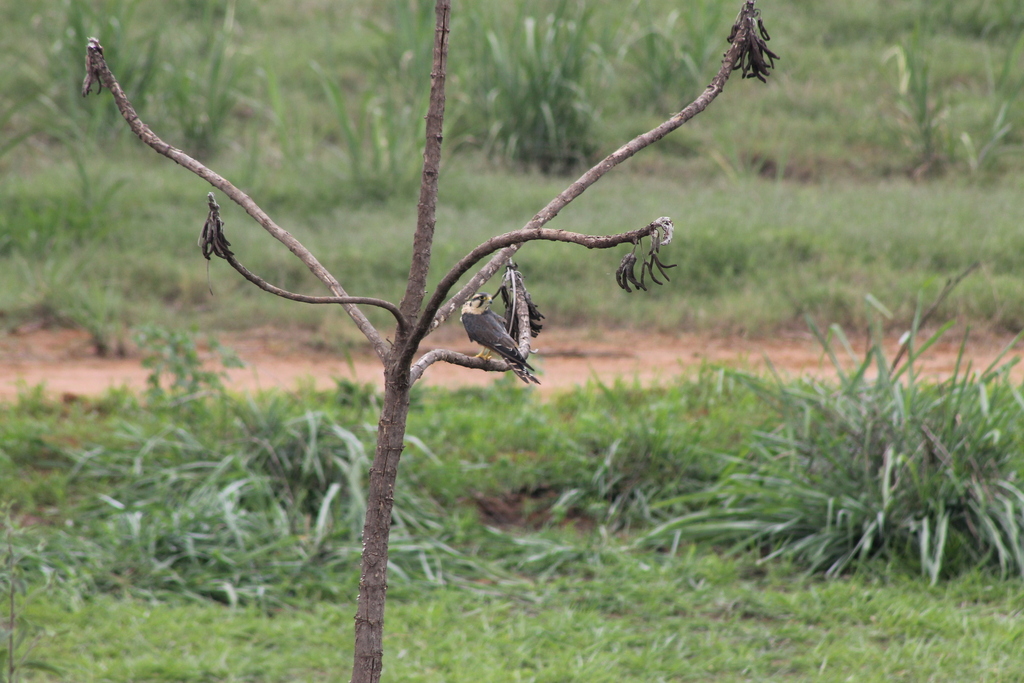 Aplomado Falcon from Jardim Novo, Rio Claro - SP, Brazil on November 27 ...