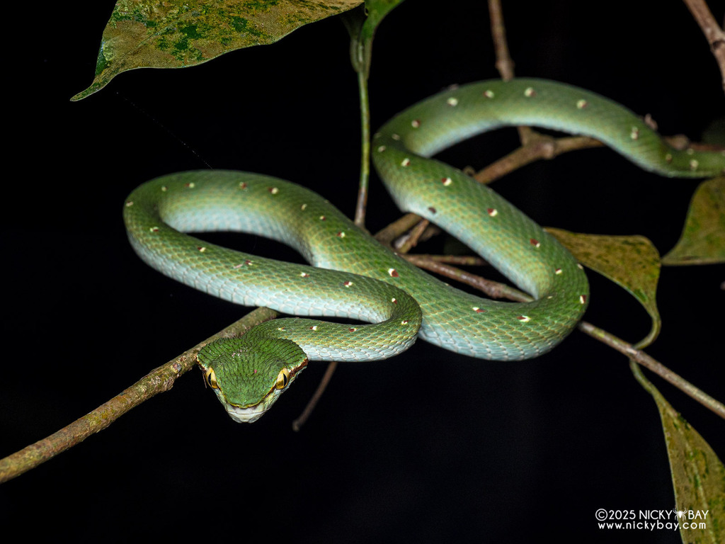 Wagler's Pit Viper from Chestnut Ave, Singapore on January 5, 2025 at ...