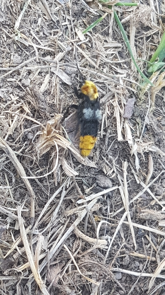 Maid of Kent beetle from Pillmersreuth, 95131 Schwarzenbach am Wald ...