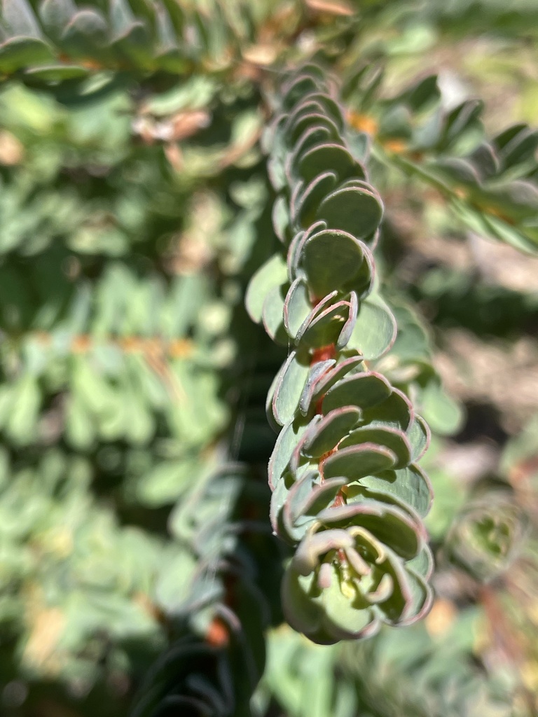 spiny bush-pea from Wallarah National Park, Pinny Beach, NSW, AU on ...