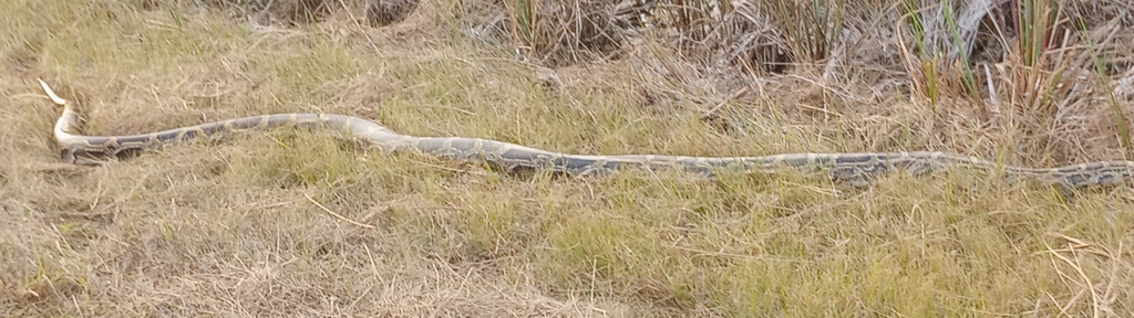 Burmese Python from Miami-Dade County, FL, USA on January 8, 2025 at 04 ...