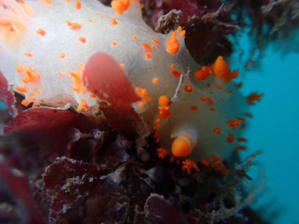 Modest Clown Dorid from Island County, WA, USA on January 8, 2025 at 10 ...