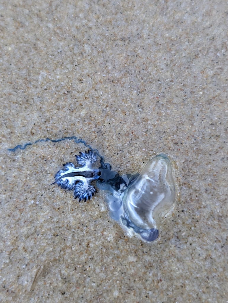 Glaucilla bennettae from Australia on January 4, 2025 at 06:14 PM by ...