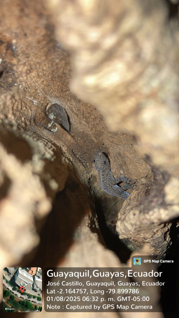 Shieldhead Gecko from José Castillo, Guayaquil, Guayas, EC on January 8 ...