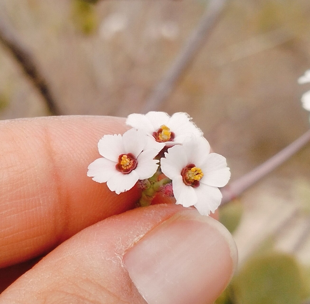 Baja Spurge from 23230 B.C.S., México on January 8, 2025 at 08:41 AM by ...