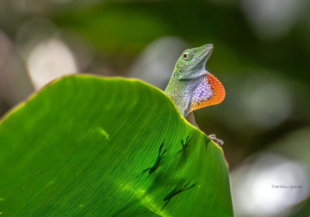 Neotropical Green Anole by Marco Hidalgo Chaverri · iNaturalist