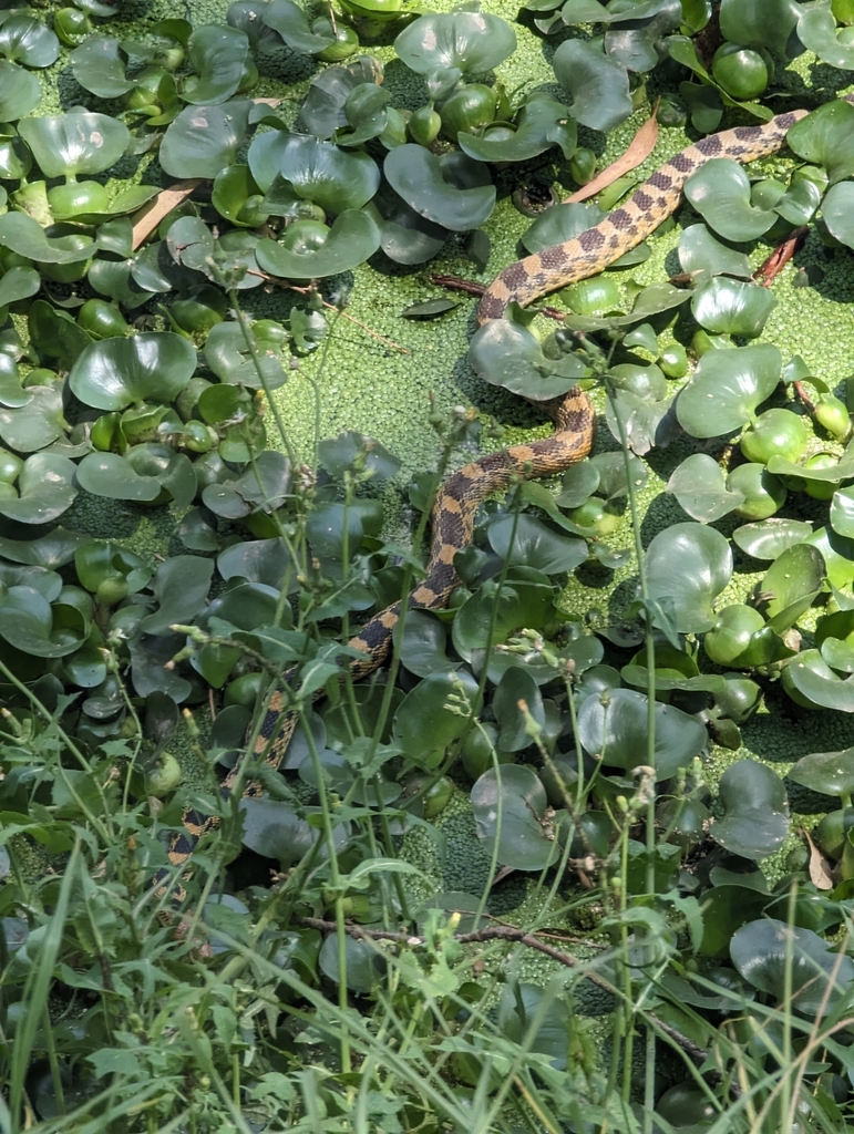 Mexican Bull Snake from Pte. 14 mnz 163, Manzana 019 lt 12, San Miguel ...