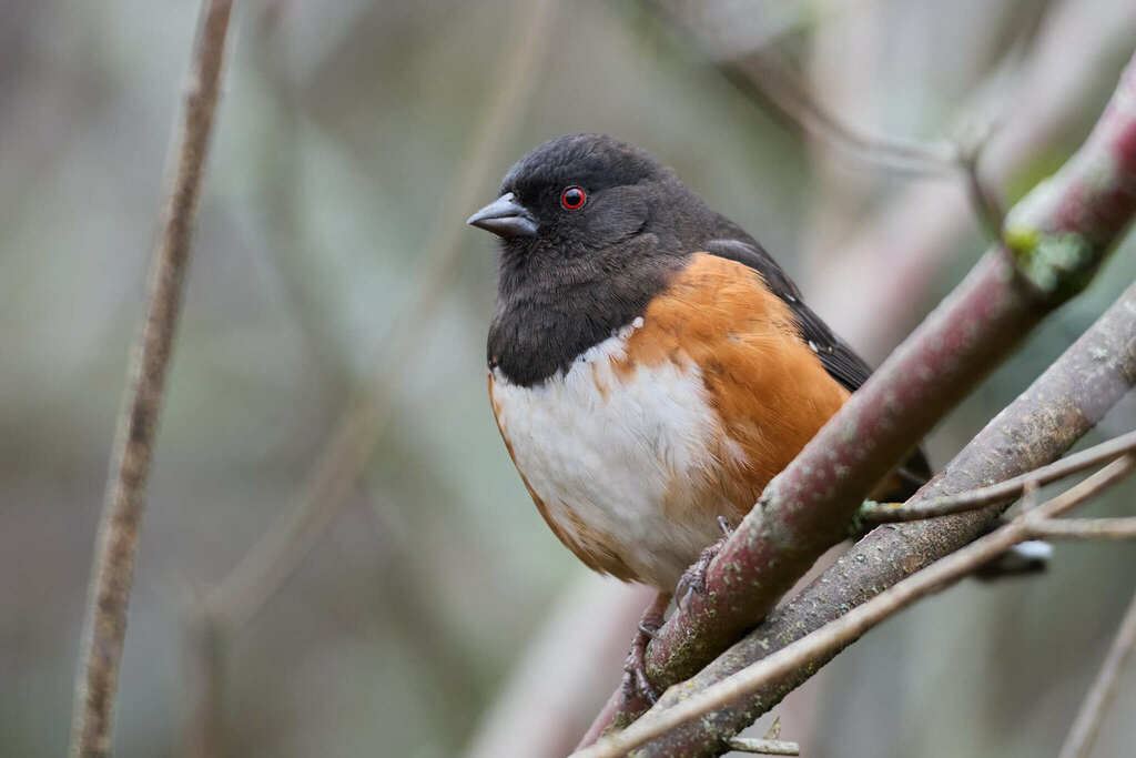 Spotted Towhee from Capital Regional District, BC, Canada on January 8 ...