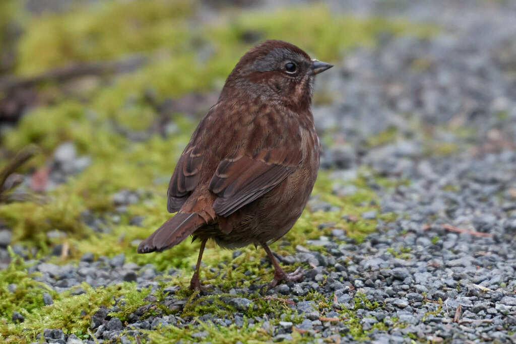 Song Sparrow from Capital Regional District, BC, Canada on January 8 ...