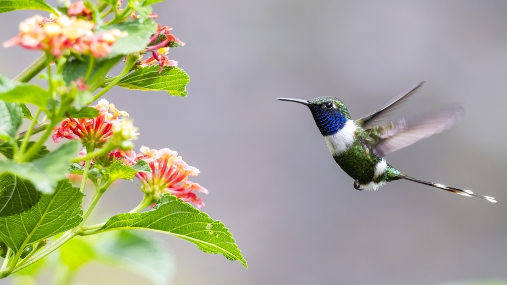 Colibrí cola pinta desde Santiago Norte, Santiago Sur, Ciudad de México ...