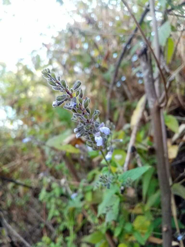 Salvia protracta from 71010 San Andrés Chicahuaxtla, Oax., México on ...