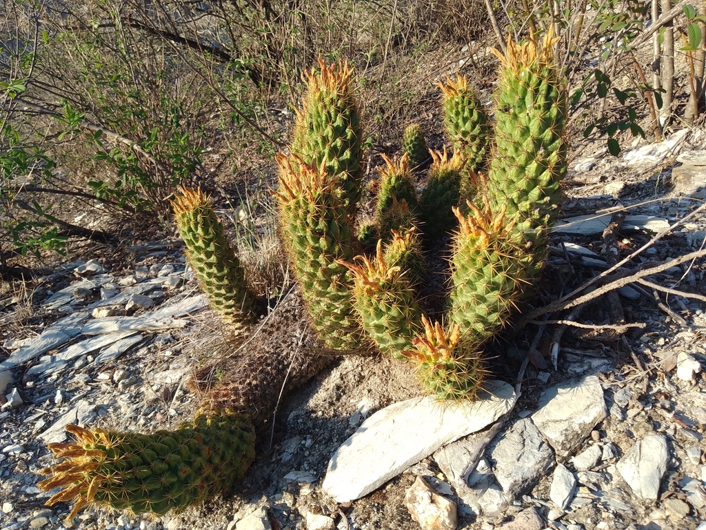 Coryphantha octacantha from 43370 Hgo., México on July 9, 2022 at 07:38 ...